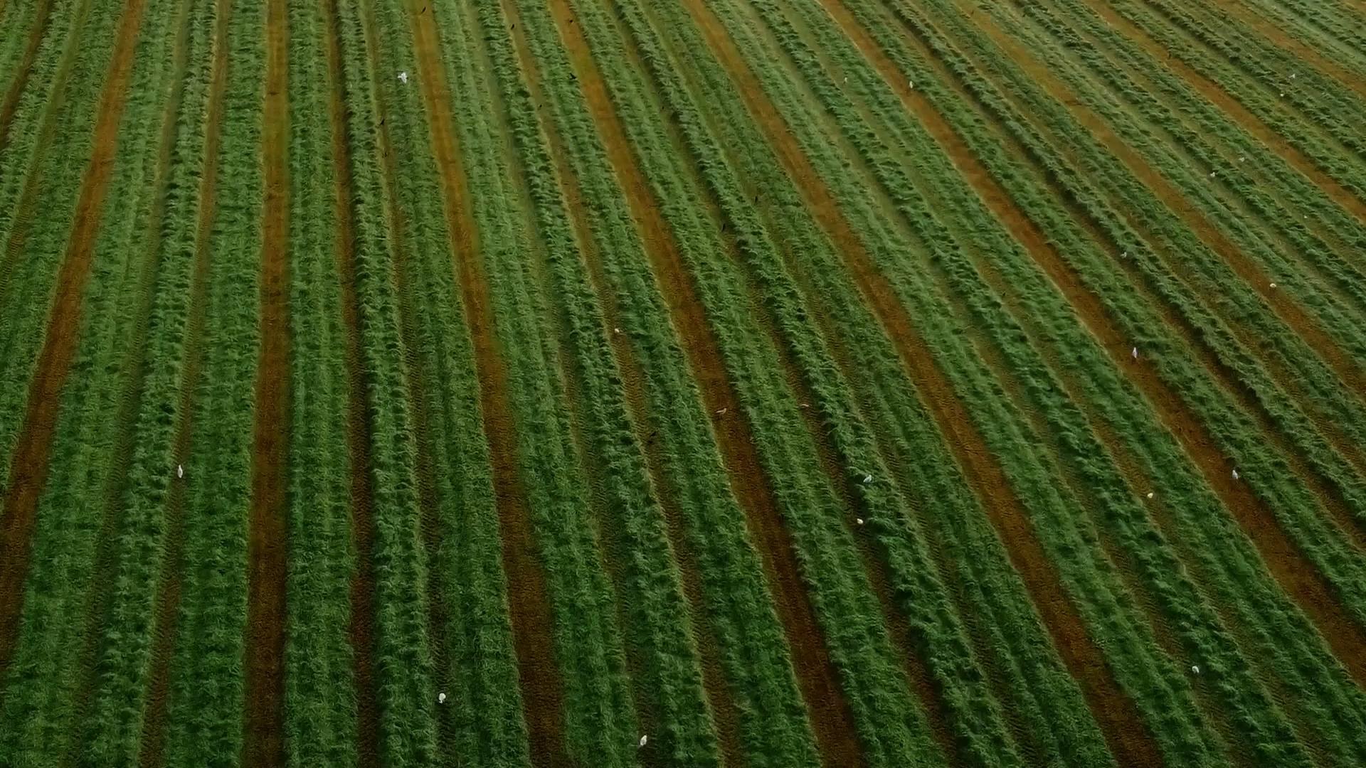 Inicio - Tabaco Artesanal